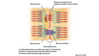Cardiovascular physiology REVISION NOTES | PDF