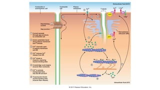 Cardiovascular physiology REVISION NOTES | PDF