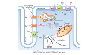 Cardiovascular physiology REVISION NOTES | PDF