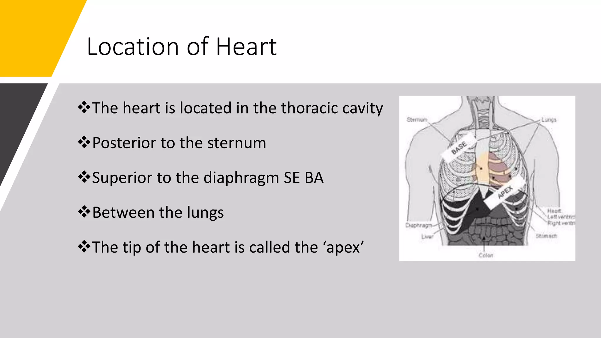 Cardiovascular Physiology | PPTX