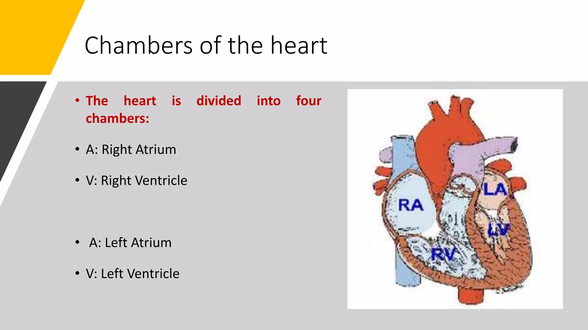 Cardiovascular Physiology | PPTX