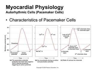 Cardiovascular Physiology - Structure of Heart.ppt | Heart and ...