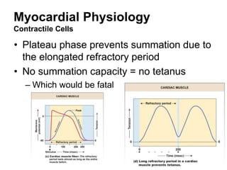 Cardiovascular Physiology - Structure of Heart.ppt | Heart and ...