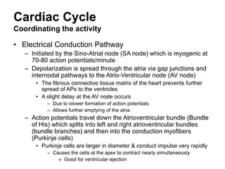 Cardiovascular Physiology - Structure of Heart.ppt | Heart and ...