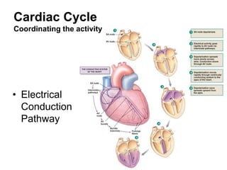 Cardiovascular Physiology - Structure of Heart.ppt | Heart and ...