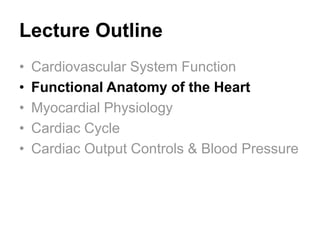 Cardiovascular Physiology - Structure of Heart.ppt | Heart and ...