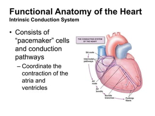 Cardiovascular Physiology - Structure of Heart.ppt | Heart and ...