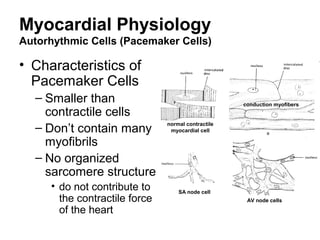 Cardiovascular physiology (1) | PPT