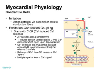 Cardiovascular physiology (1) | PPT