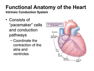 Cardiovascular physiology (1) | PPT