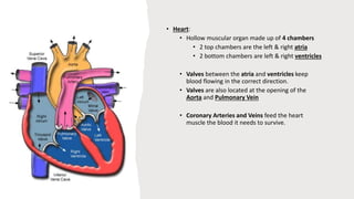 Cardiovascular System Powerpoint-Anatomy | PPTX