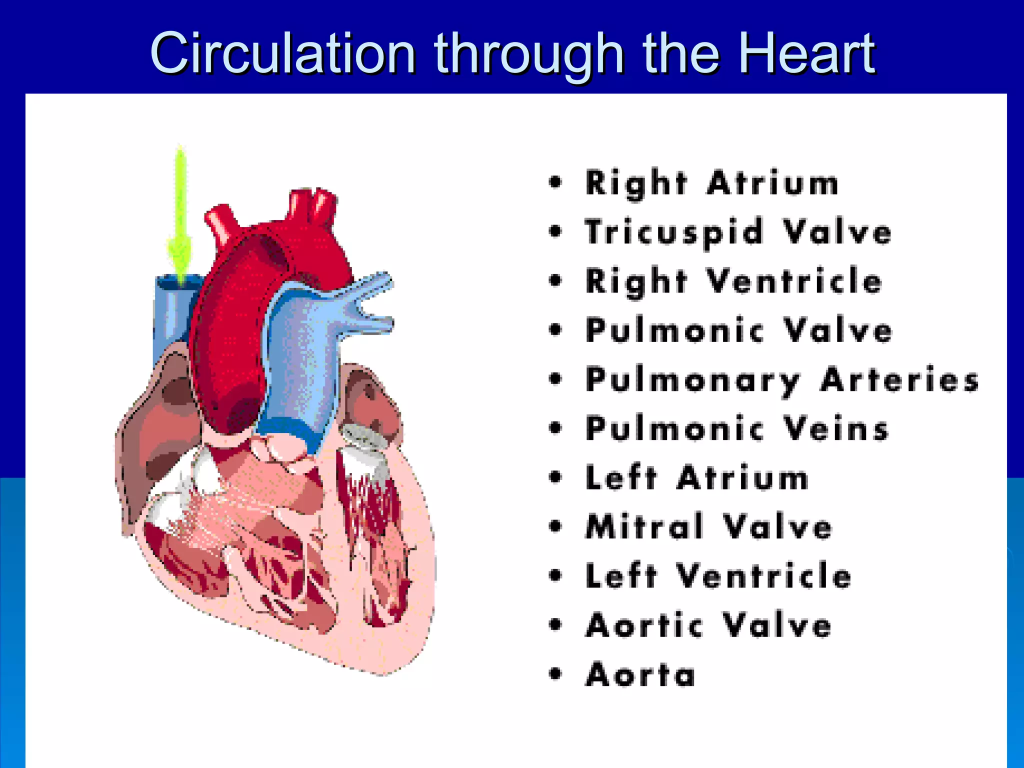 Cardiovascular ppt. fall 08 web v1 | PPT