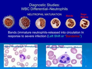 Cardiovascular ppt. fall 08 web v1 | PPT