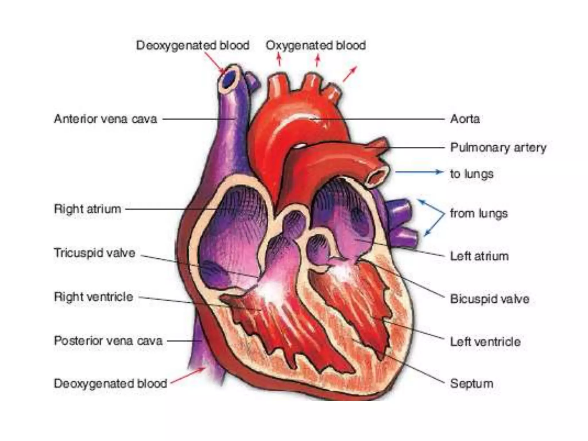 Cardiovascular and Respiratory System | PPTX