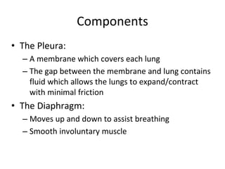 Cardiovascular and Respiratory System | PPTX