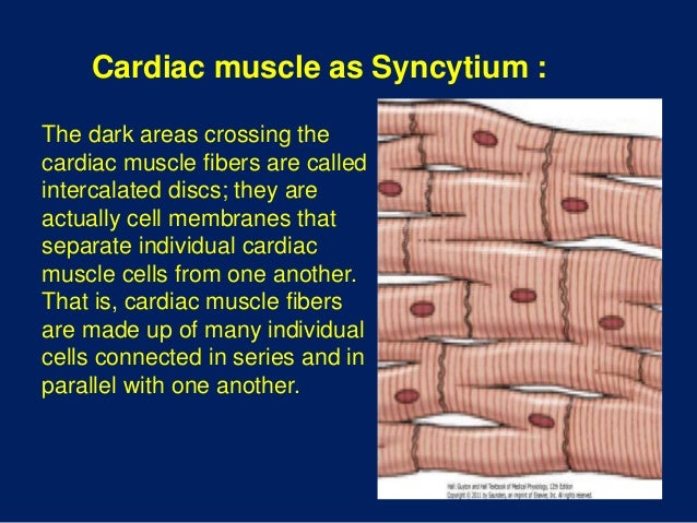 General Physiology - Cardiovascular sys.