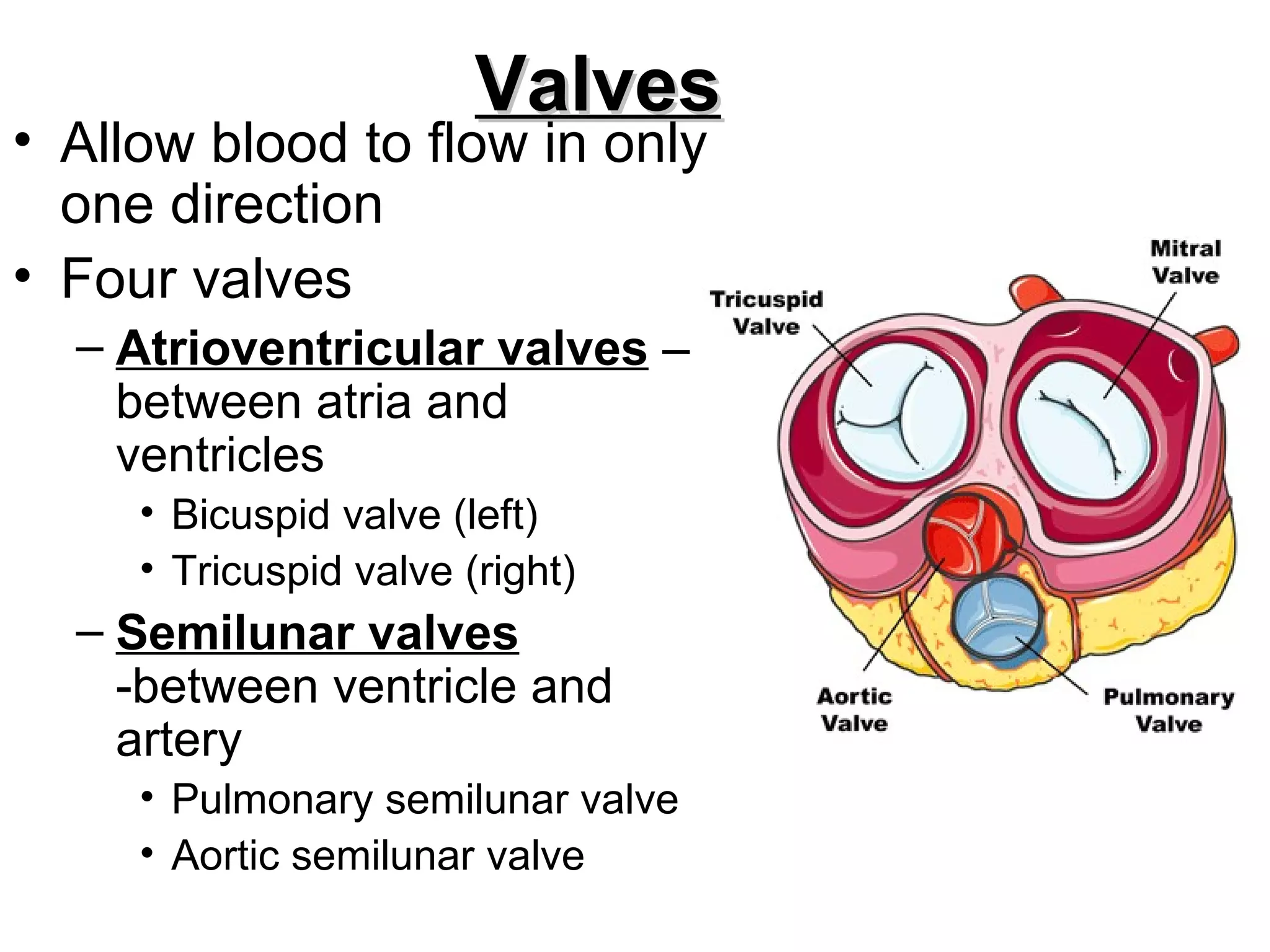 Cardiovascular System | PPT