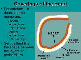 Cardiovascular System | PPT