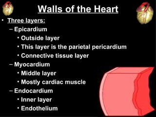 Cardiovascular System | PPT