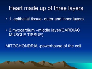 Cardiovascular System | PPT