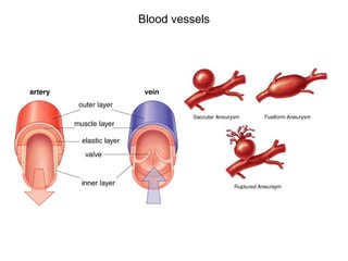 Cardiovascular System | PPT