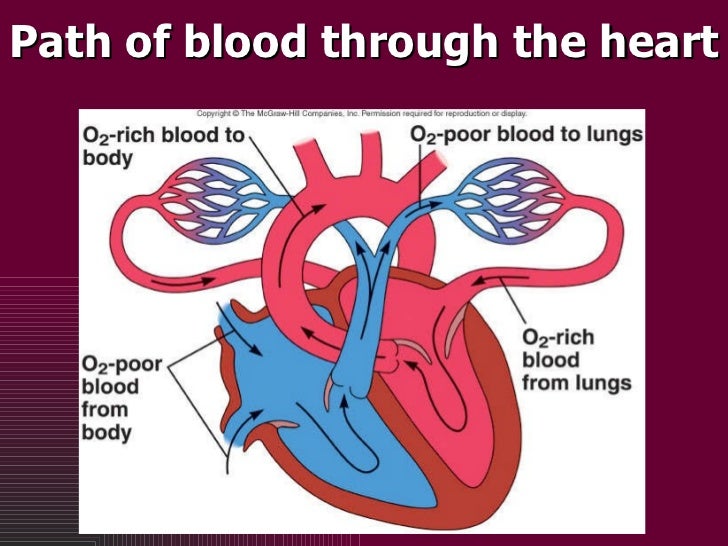 Heart Diagram Blood Flow Print Outs