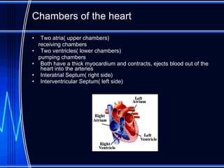 Cardiovascular System | PPT