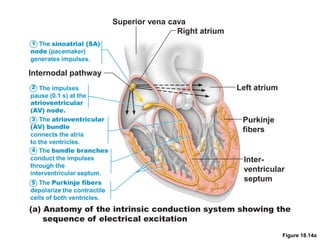 Anatomy of the cardiovascular system . | PPT