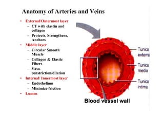 Cardiovascular system | PDF