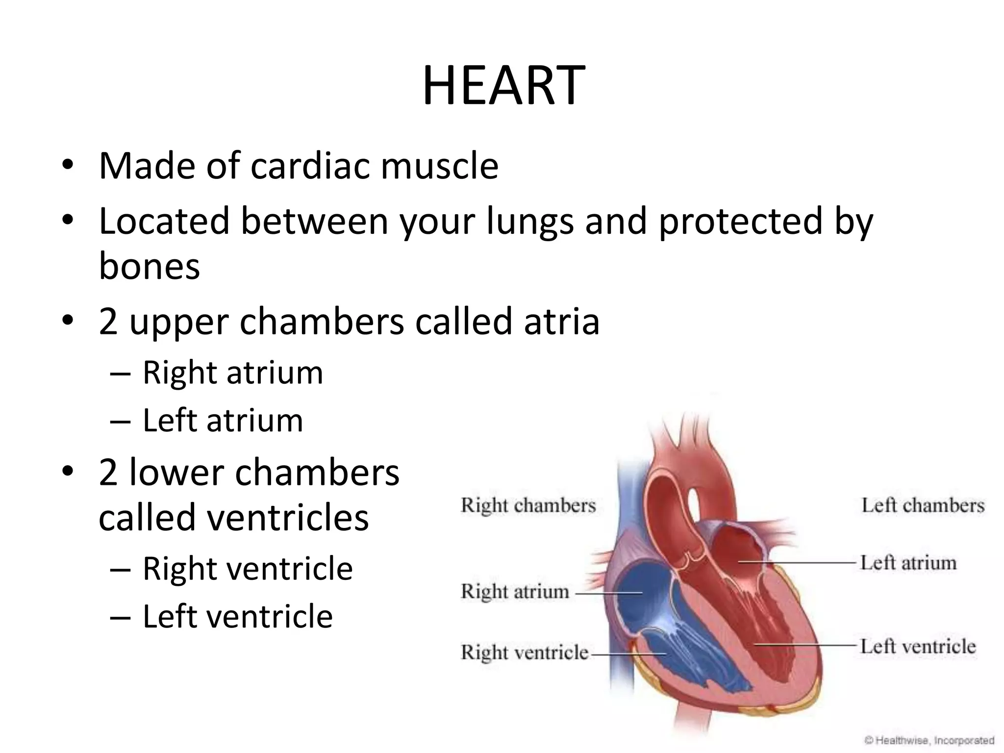 Cardiovascular system | PPTX