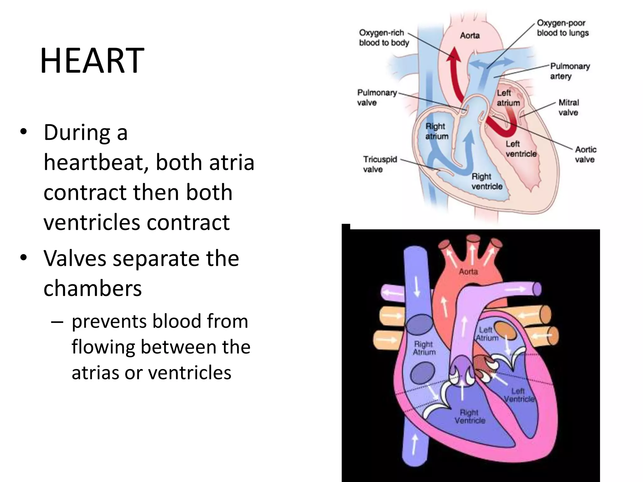 Cardiovascular system | PPTX