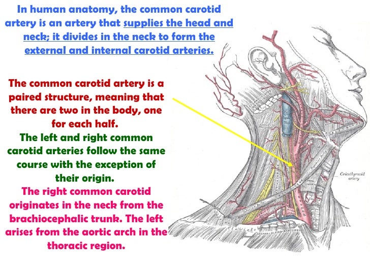 Blood Flow Through The Carotid Arteries