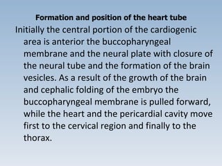 CVS Embryology (Amoud University) | PPT