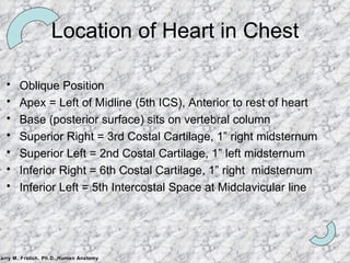 Cardiovascular system | PPT
