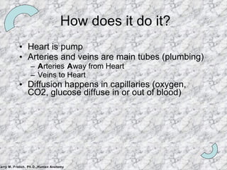 Cardiovascular system | PPT