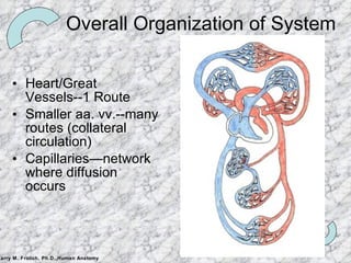 Cardiovascular system | PPT