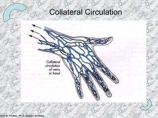 Cardiovascular system | PPT