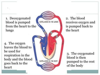 Cardiovascular system | PPTX