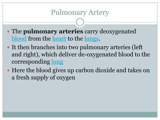Cardiovascular system | PPT
