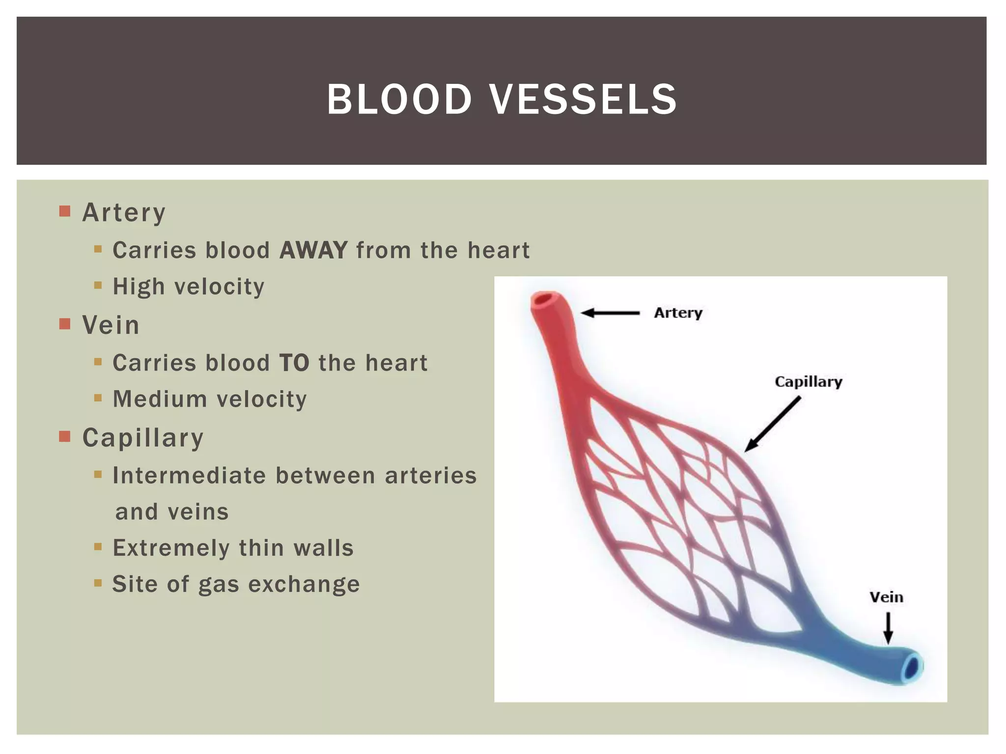 Cardiovascular system | PPTX