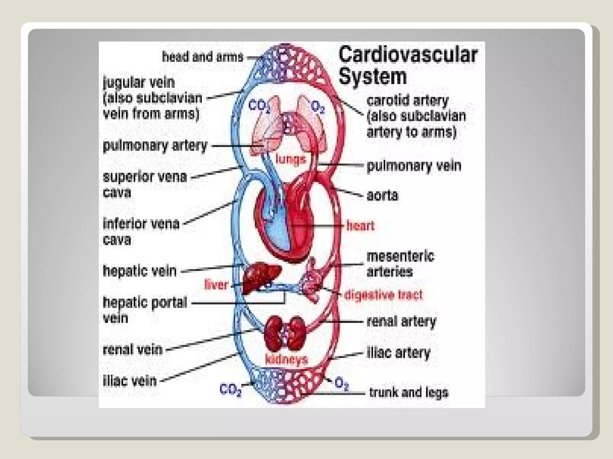 Cardiovascular System | PPT