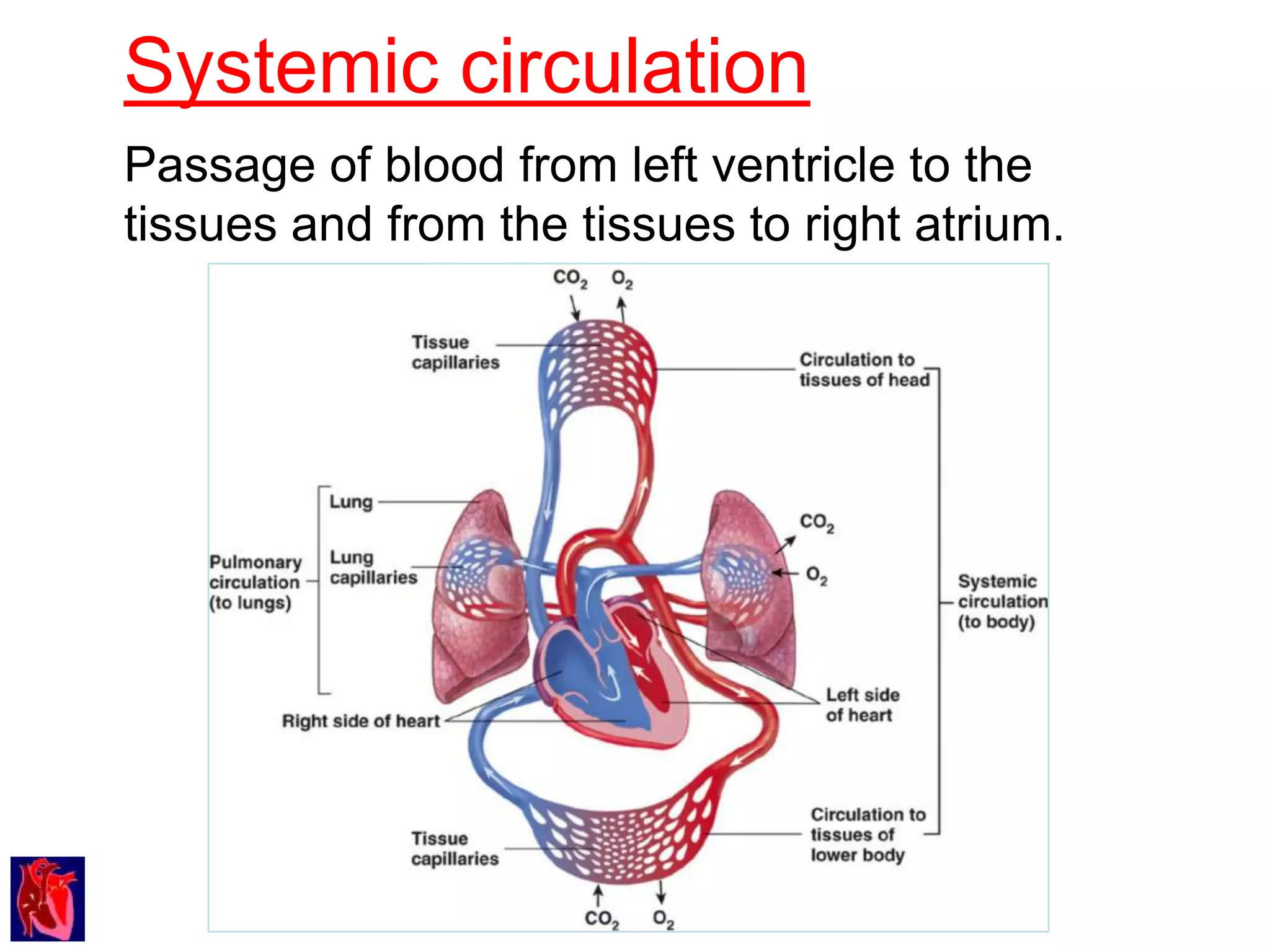 Cardiovascular system | PPT