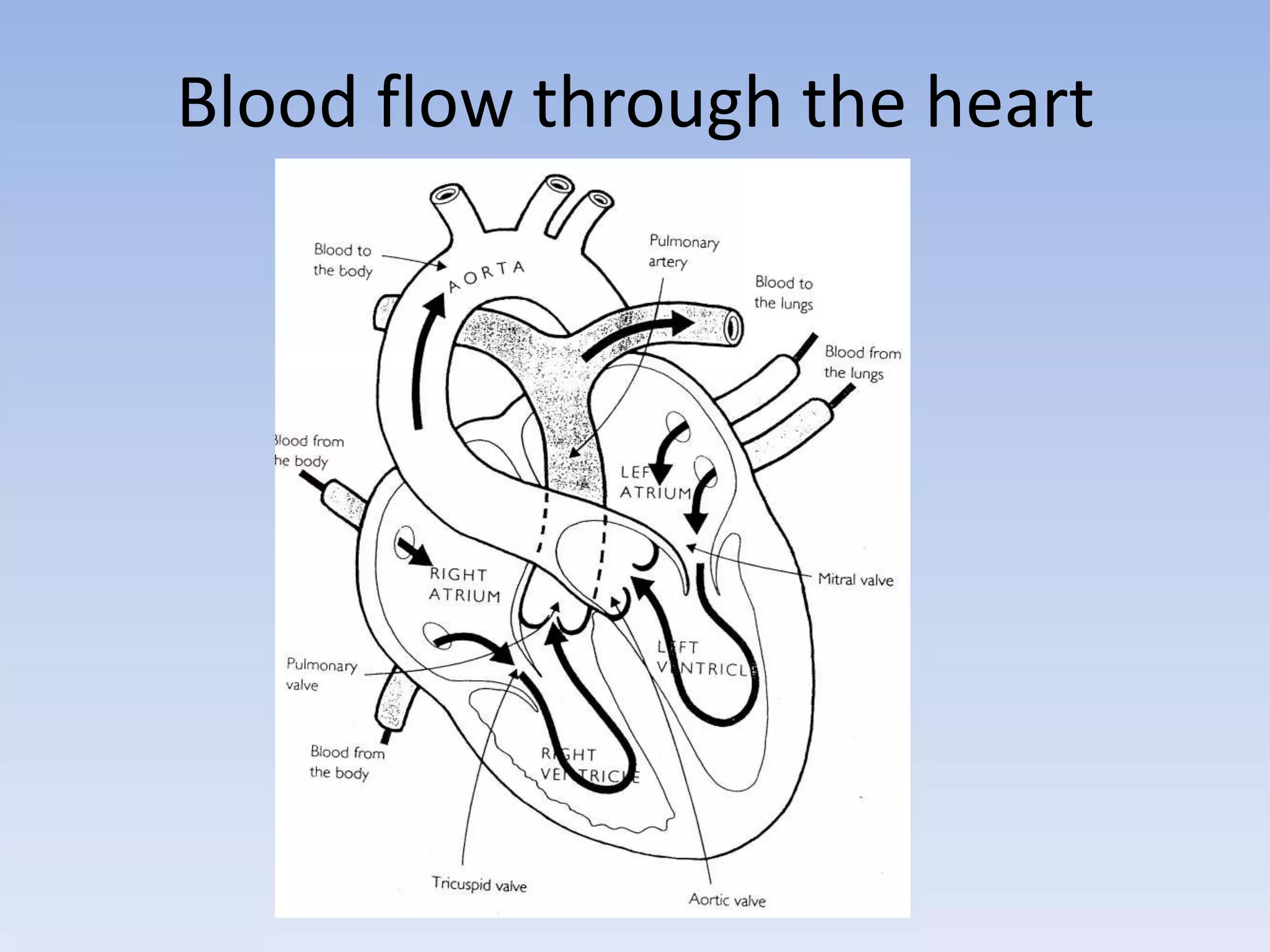 Anatomy of the Cardiovascular system | PPTX
