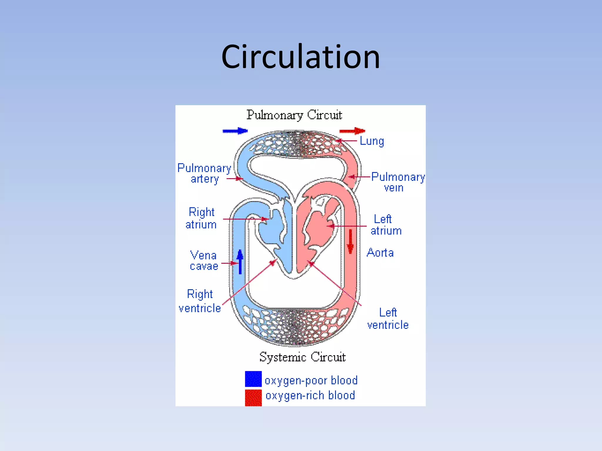 Anatomy of the Cardiovascular system | PPTX