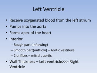 Anatomy of the Cardiovascular system | PPTX