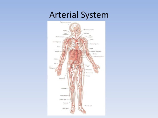 Anatomy of the Cardiovascular system | PPTX