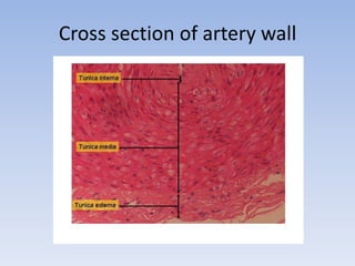 Anatomy of the Cardiovascular system | PPTX