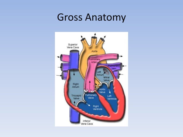 Anatomy of the Cardiovascular system | PPTX