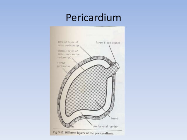 Anatomy of the Cardiovascular system | PPTX