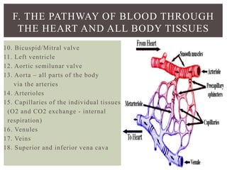 Cardiovascular system | PPTX